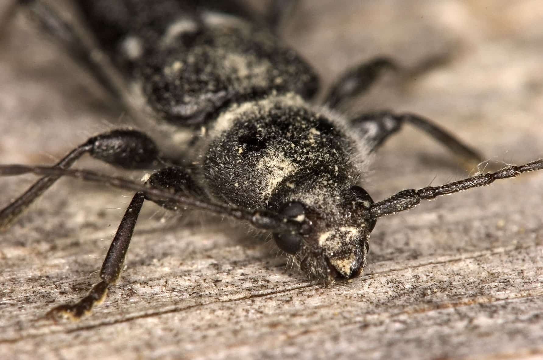 European House Borer | Perth Builder | Shelford Quality Homes
